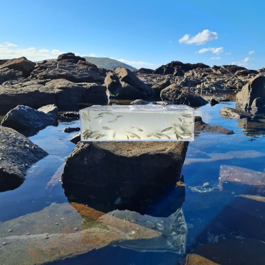 Poddy Mullet Bait Trap